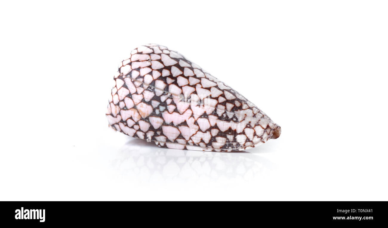 beautiful pearly seashell isolated on white background Stock Photo - Alamy