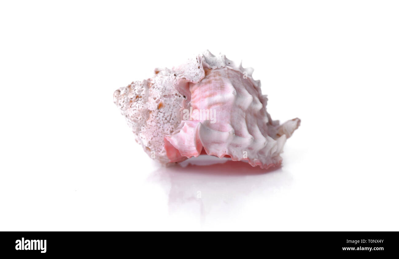 beautiful pink seashell isolated on white background Stock Photo - Alamy