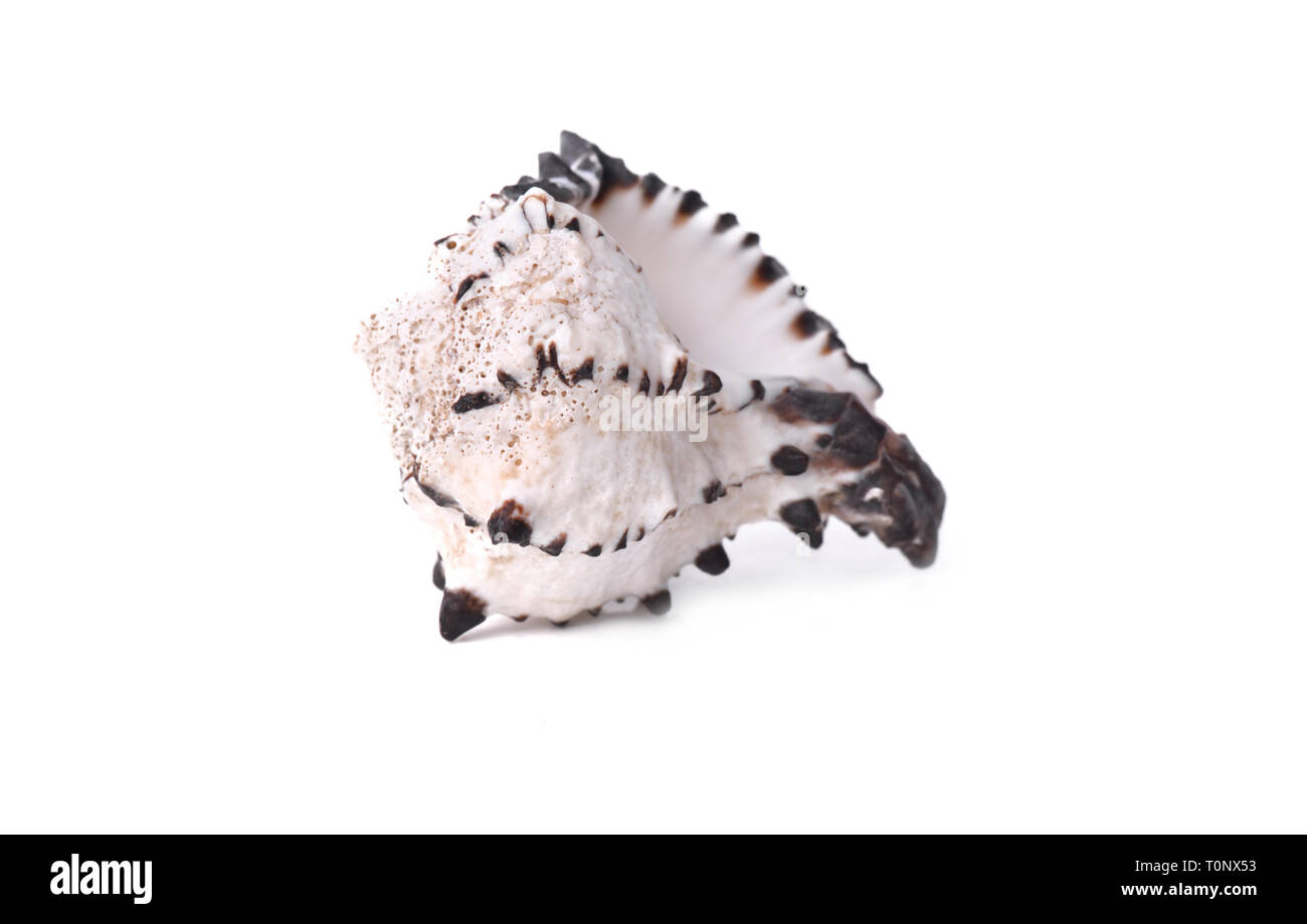 beautiful white and black seashell isolated on white background Stock ...