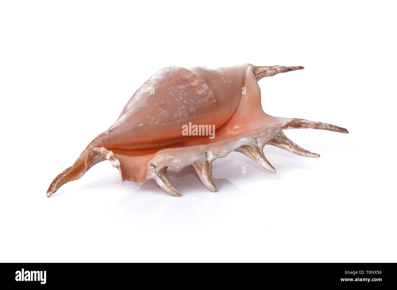 beautiful pearly seashell isolated on white background Stock Photo - Alamy