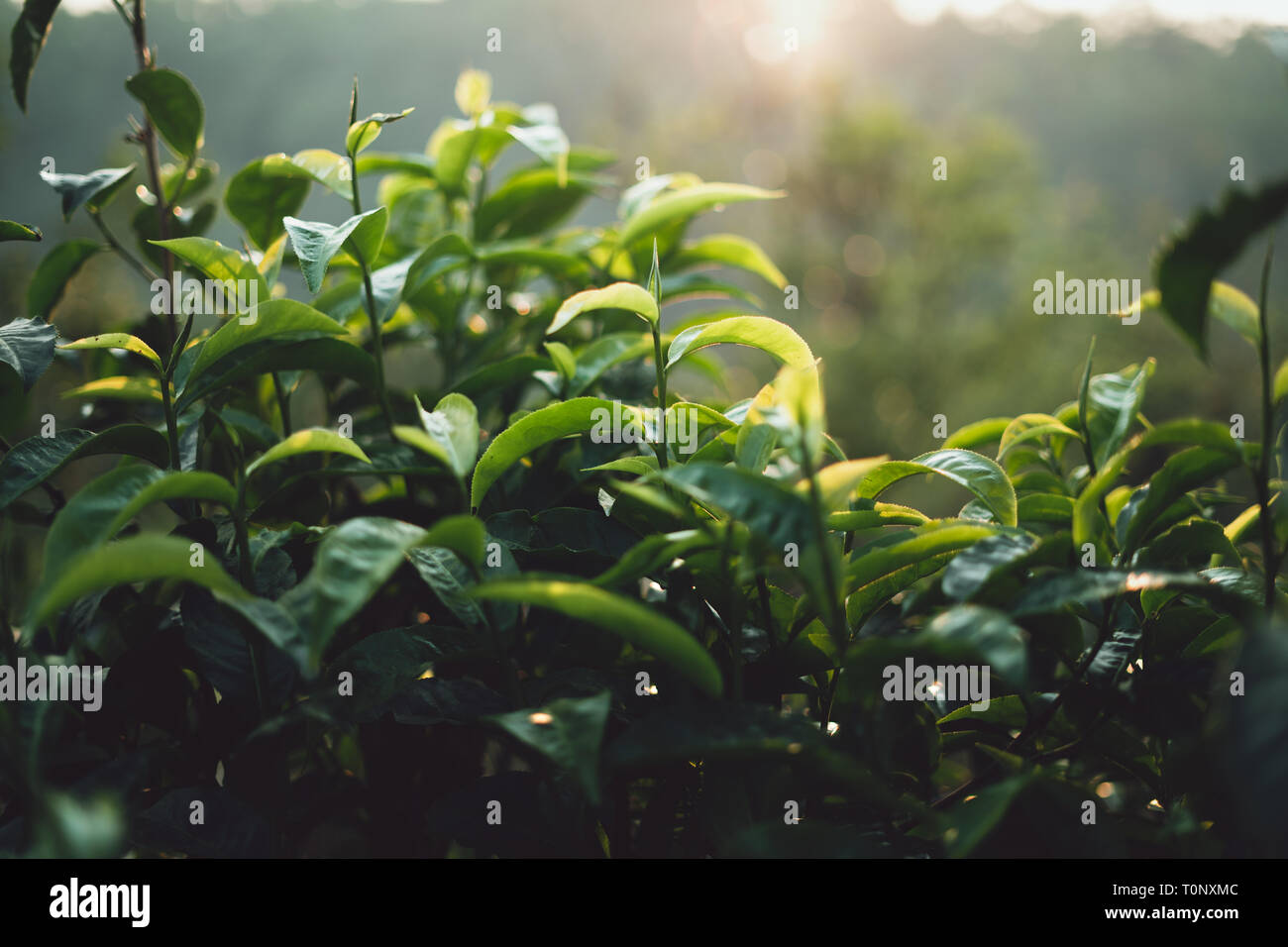 Tea leaves Tea leaves in nature Deep green Stock Photo - Alamy
