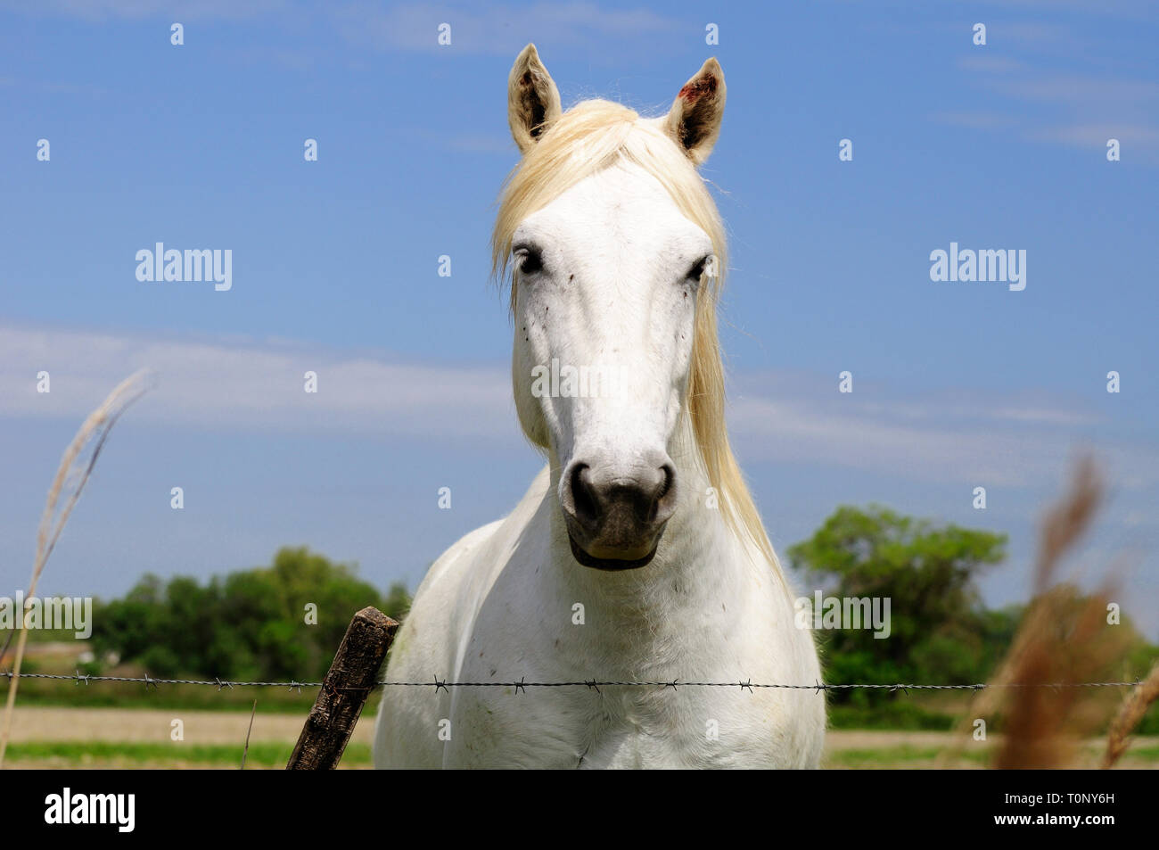 Beautiful horse with white mane hi-res stock photography and images - Alamy