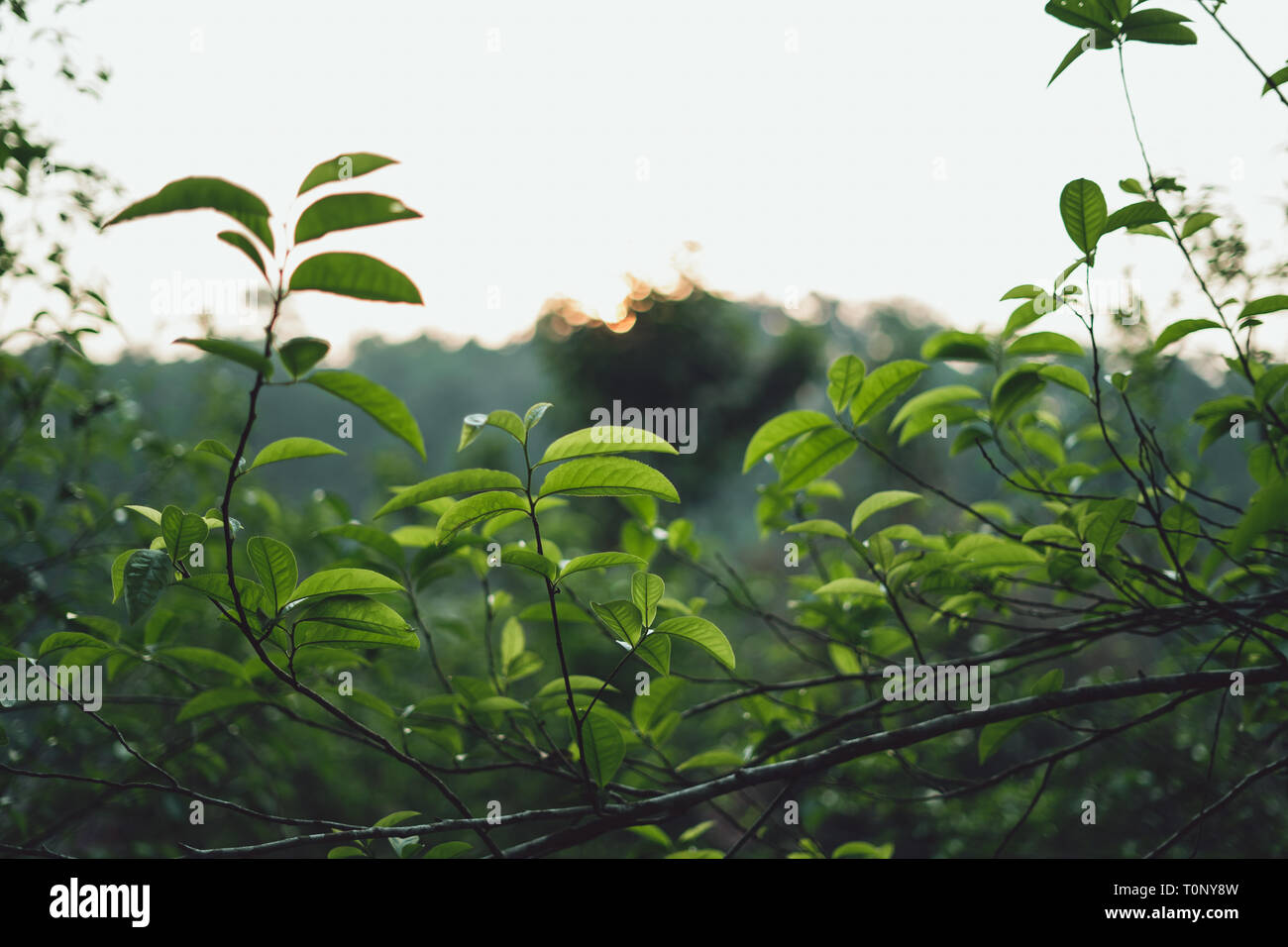 Tea leaves Tea leaves in nature Deep green Stock Photo - Alamy