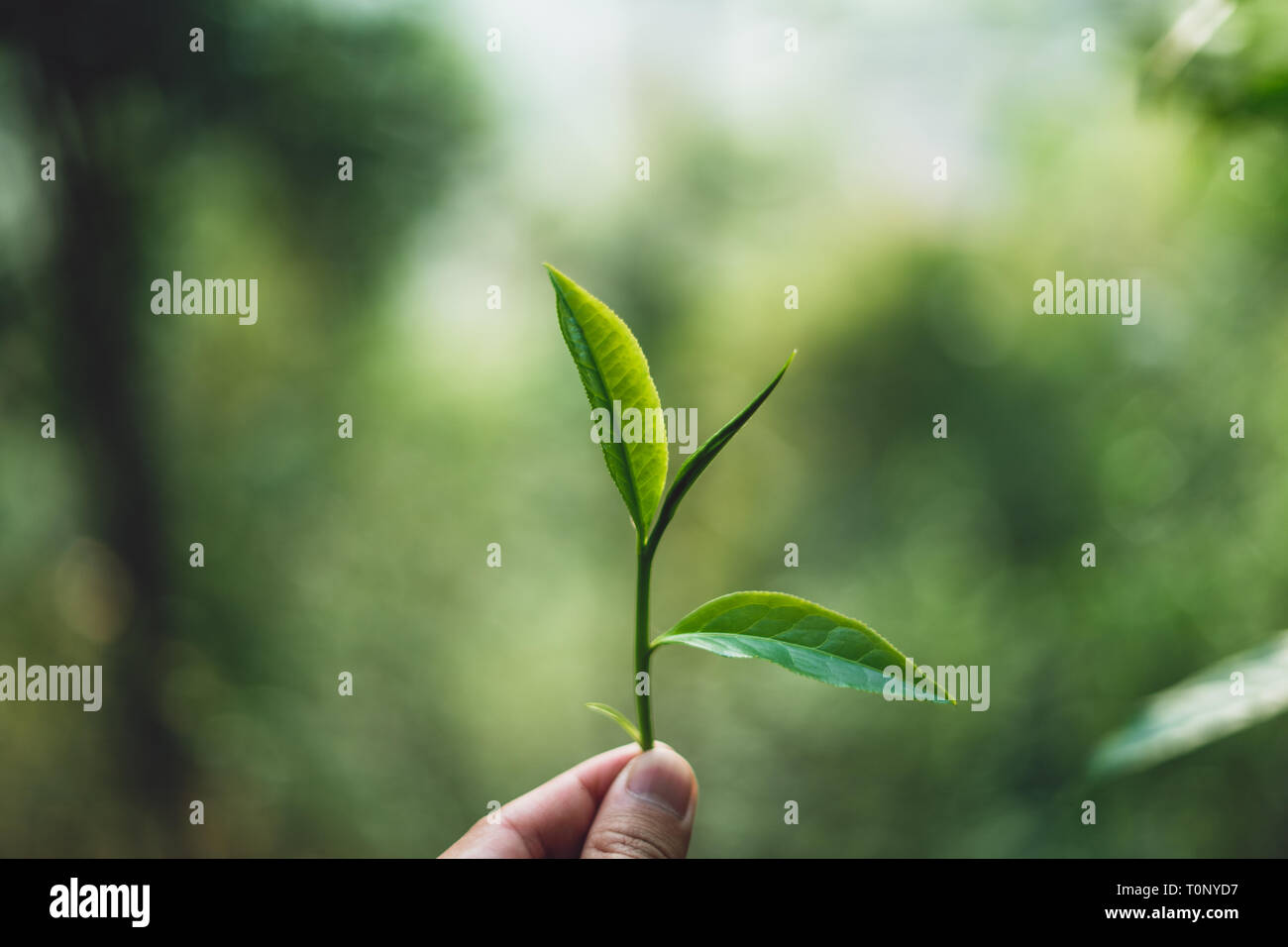 Tea leaves Tea leaves in nature Deep green Stock Photo - Alamy