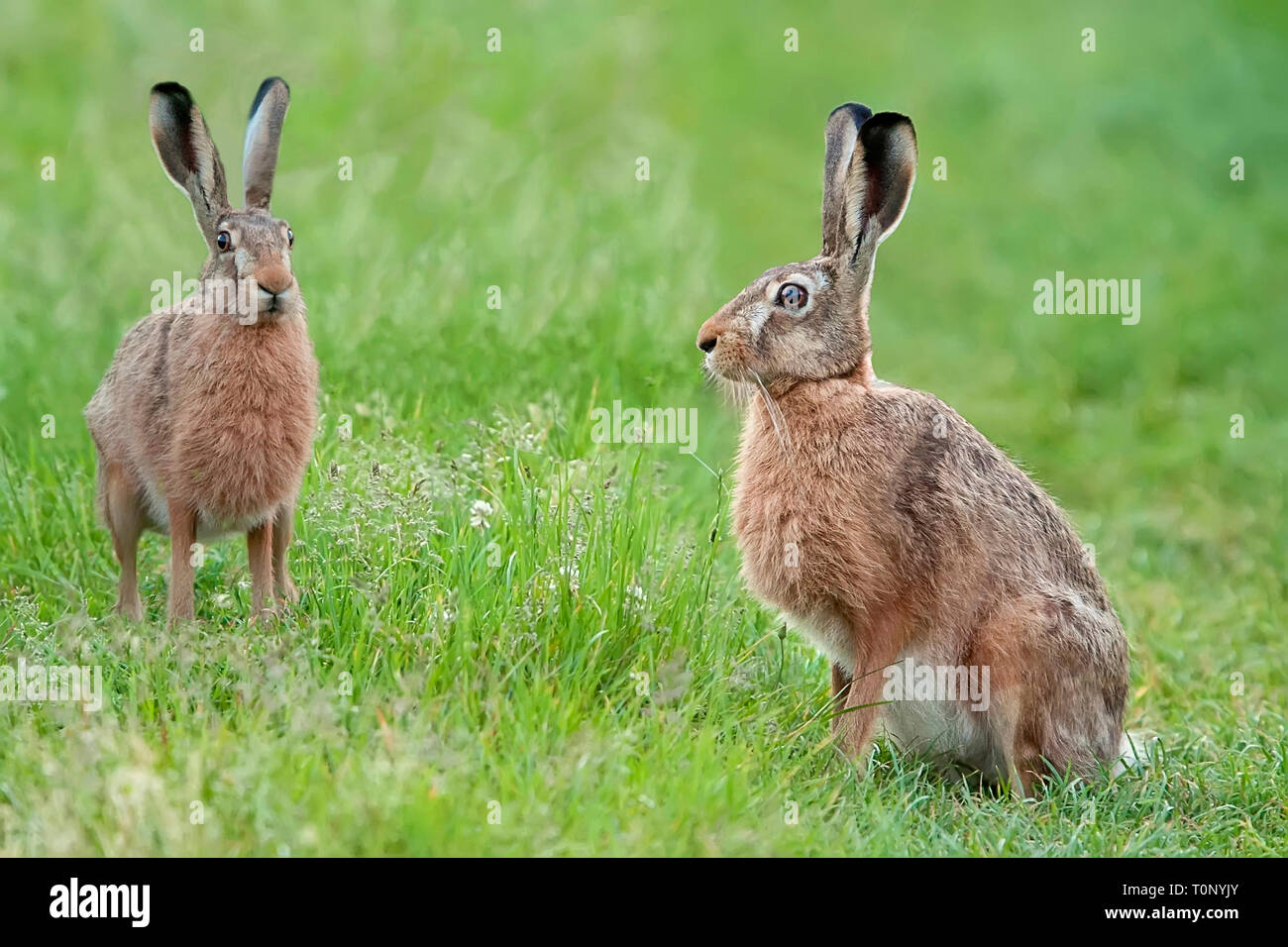 Hares in a clearing Stock Photo - Alamy