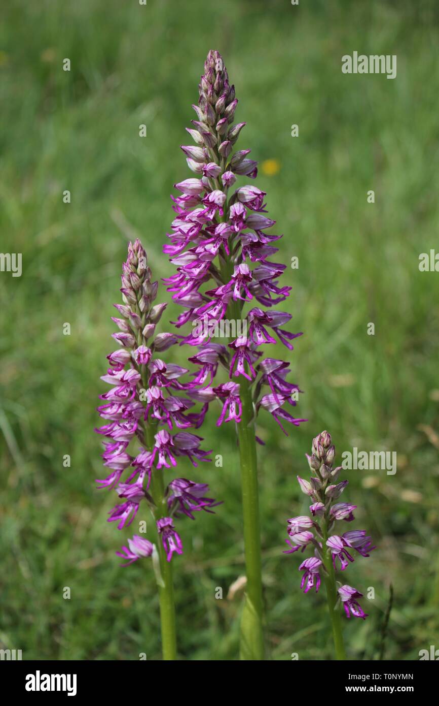 Orchiaceras x spurium hi-res stock photography and images - Alamy