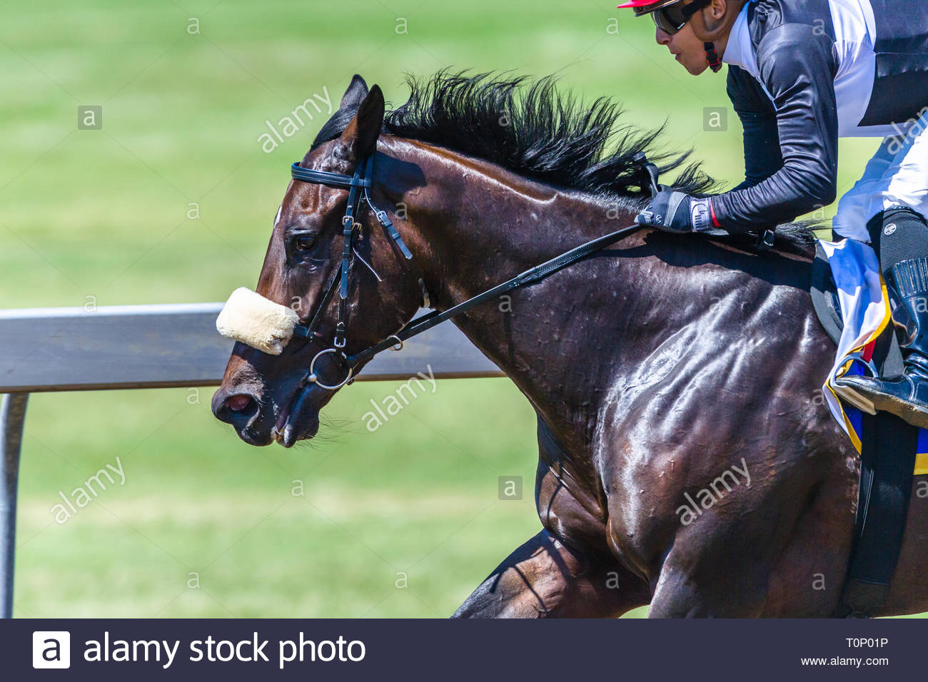 Horse running fast motion hi-res stock photography and images - Alamy