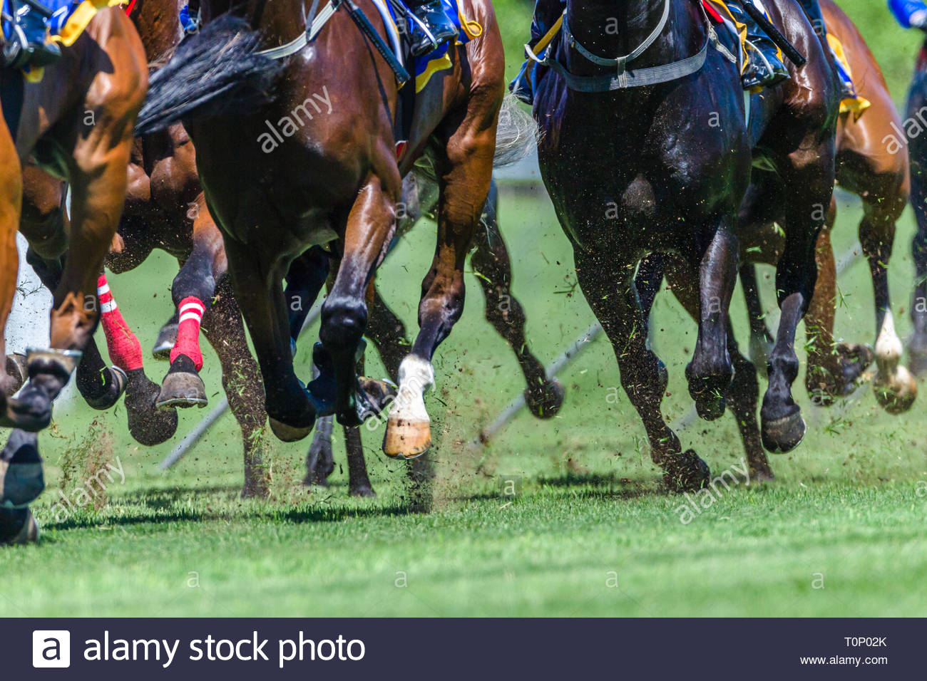 Horse Racing animals feet hoofs pounding grass track in a speed running ...