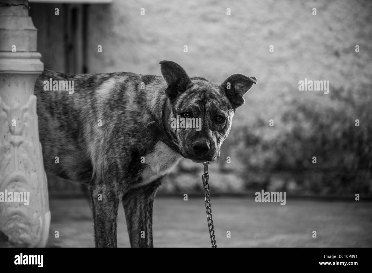 Stray dog's eyes Stock Photo - Alamy