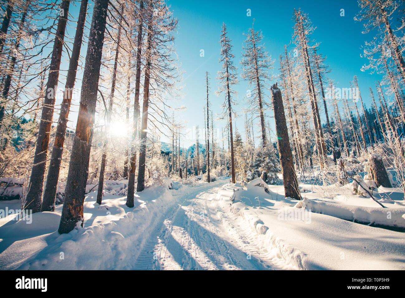 Beautiful winter forest landscape hi-res stock photography and images ...