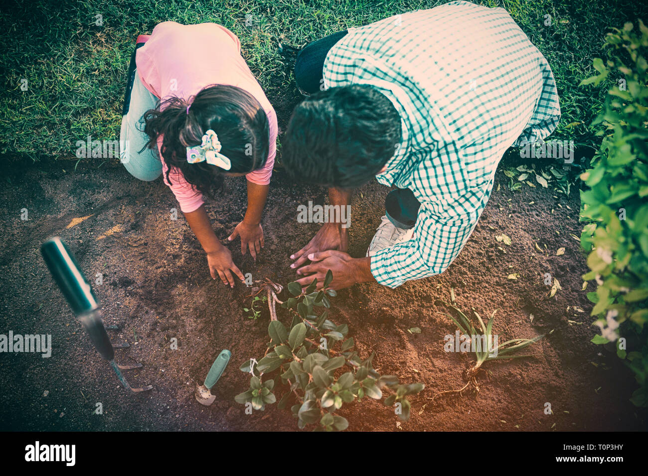 Father and daughter planting a tree in garden at backyard Stock Photo ...
