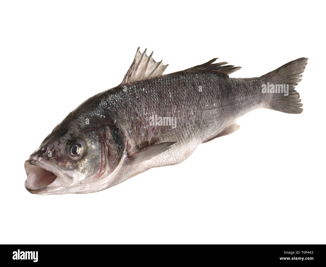 Wolf fish hi-res stock photography and images - Alamy