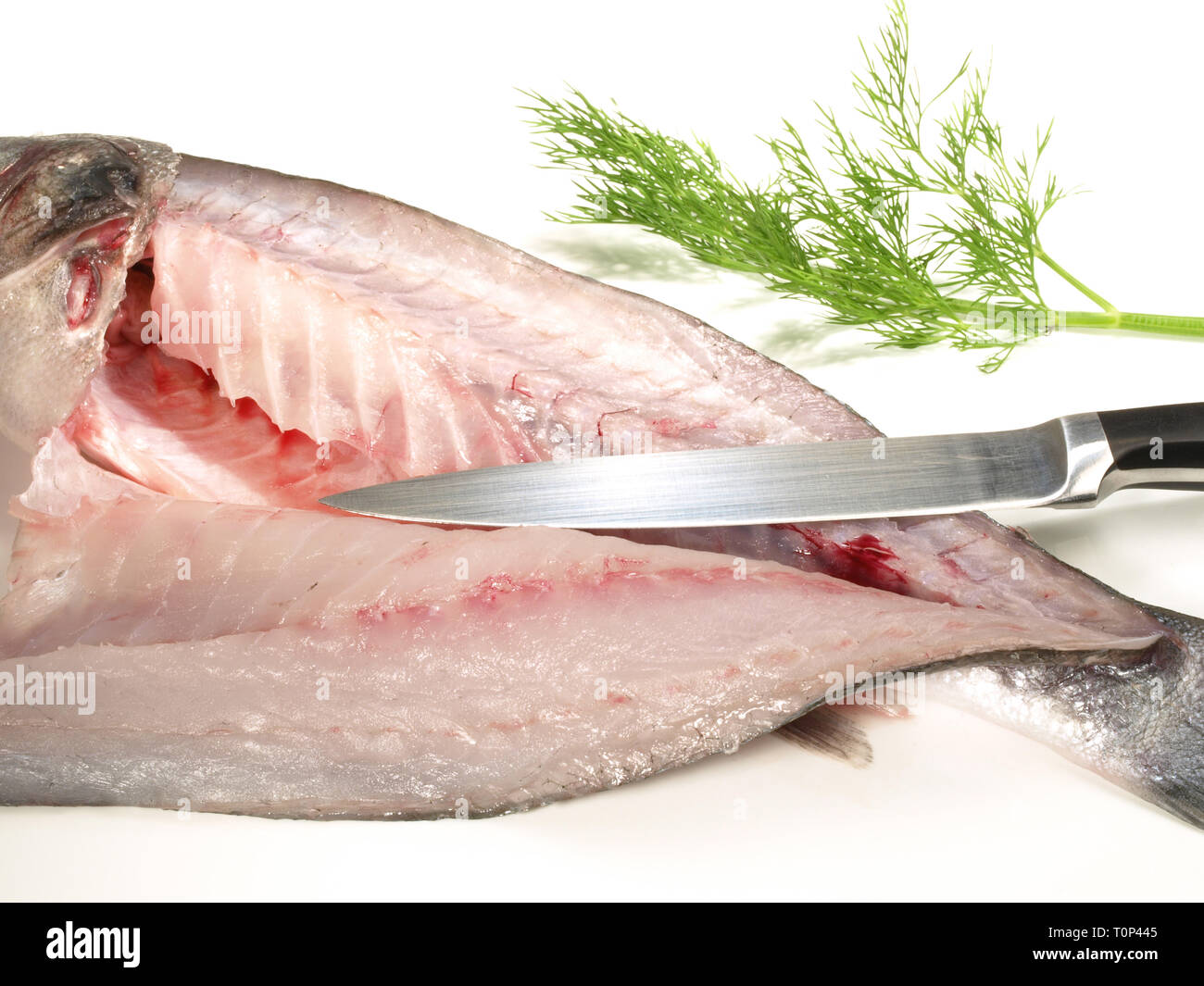 Wolf with fish hi-res stock photography and images - Alamy