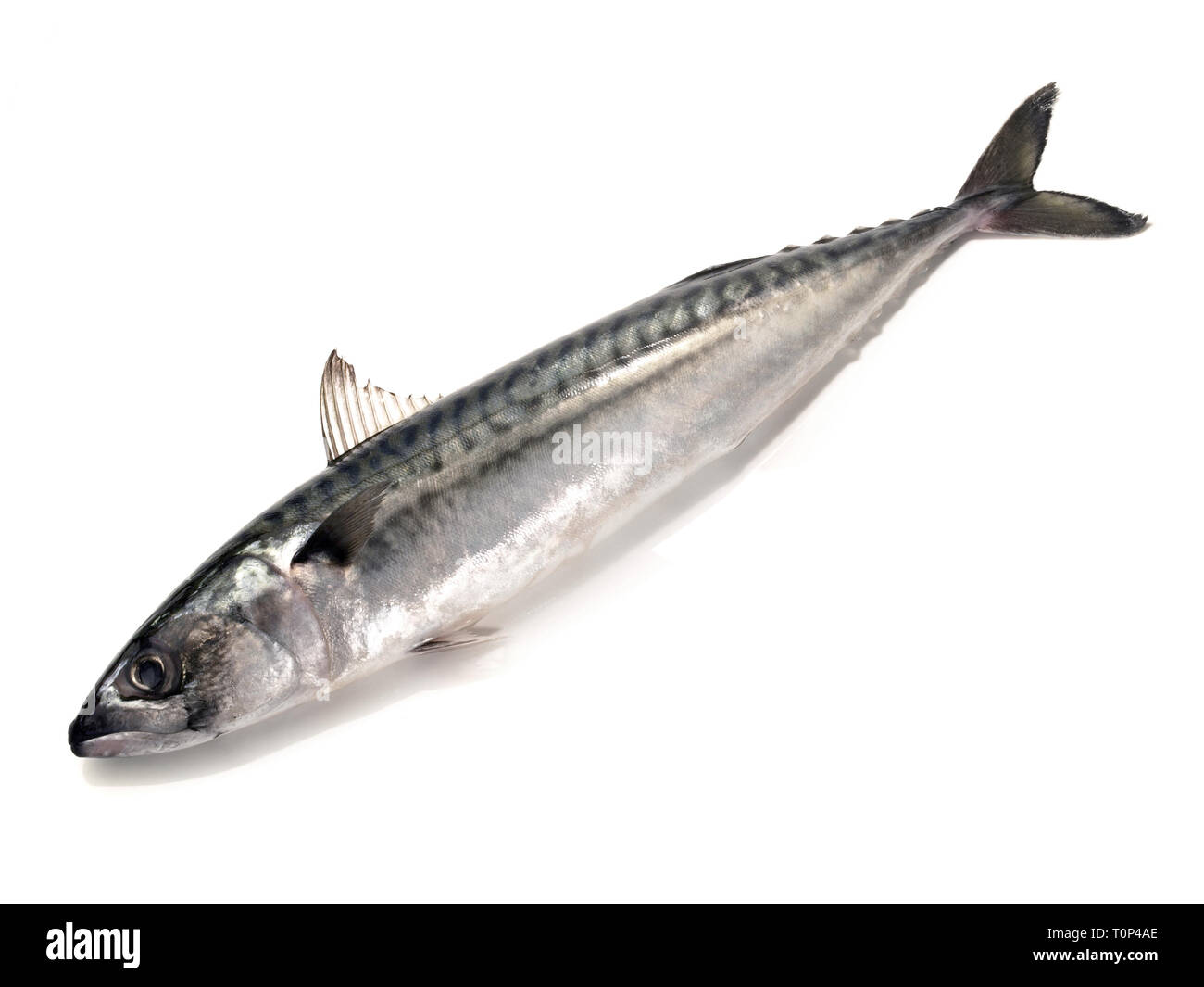 Makerel - Fish raw on white Background Stock Photo - Alamy