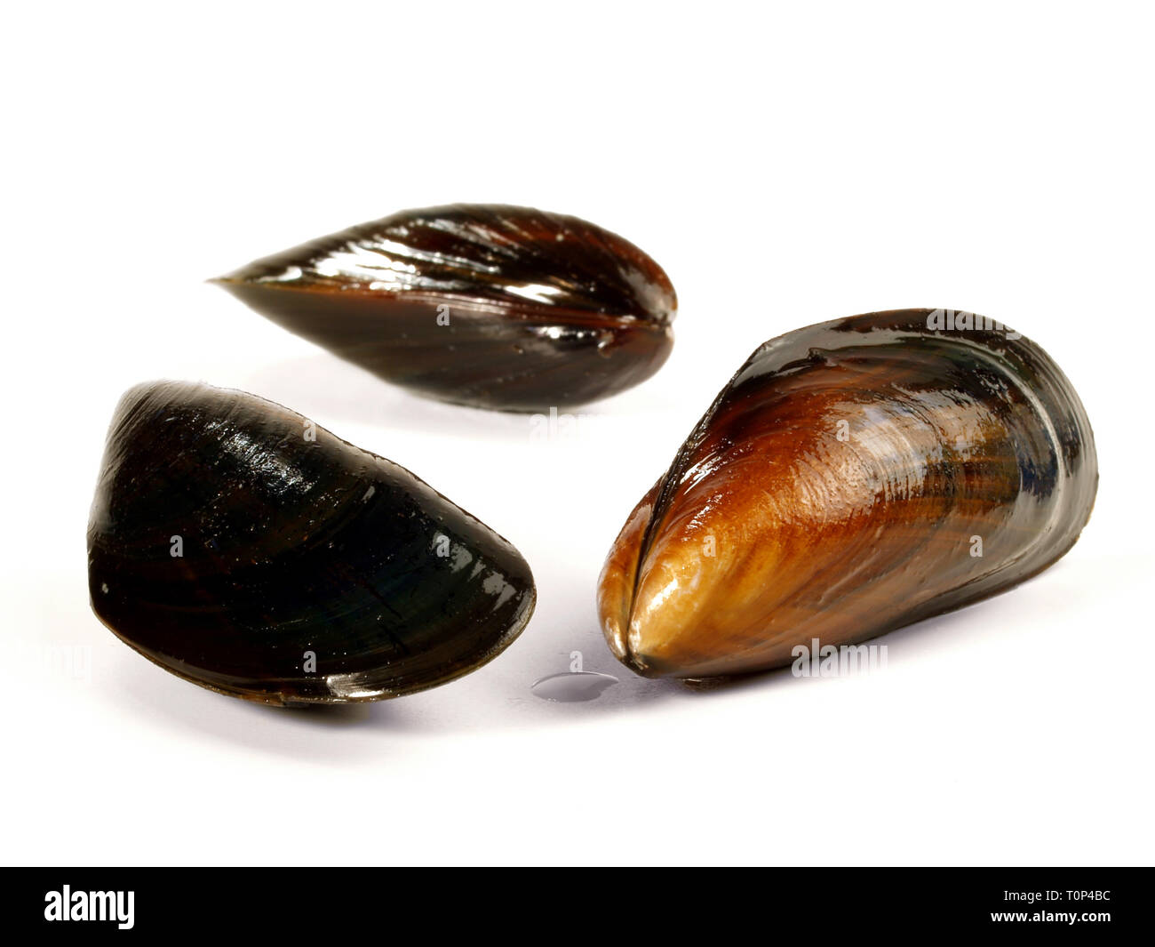 Raw Blue Mussel on White Stock Photo - Alamy