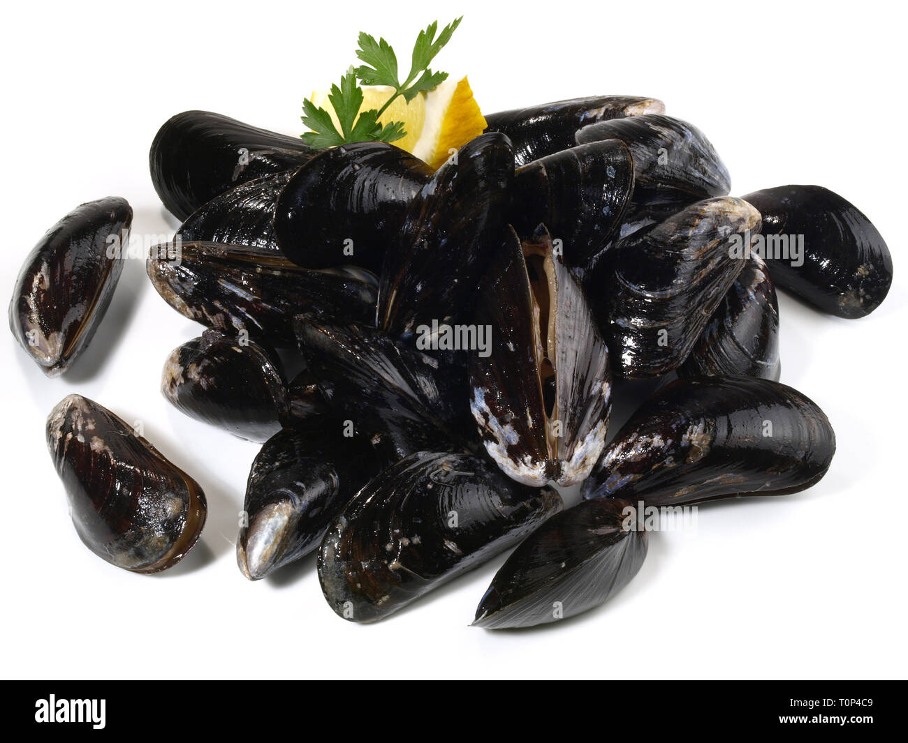 Blue mussel background hi-res stock photography and images - Alamy