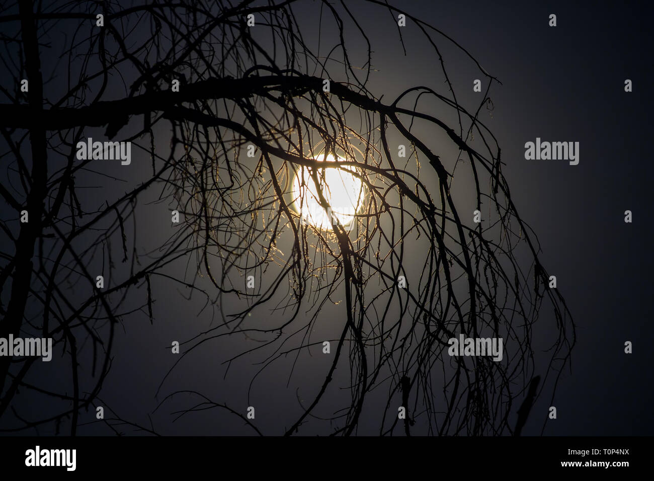 The full moon shines brightly through dead tree branches Stock Photo ...