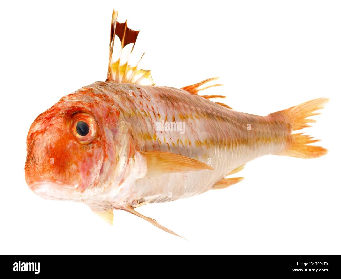 Mullet on white fish hi-res stock photography and images - Alamy