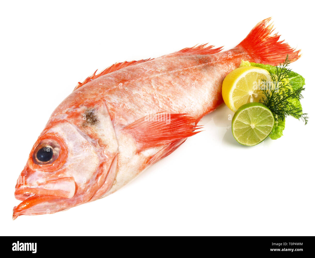 Red Perch on white Background Stock Photo - Alamy