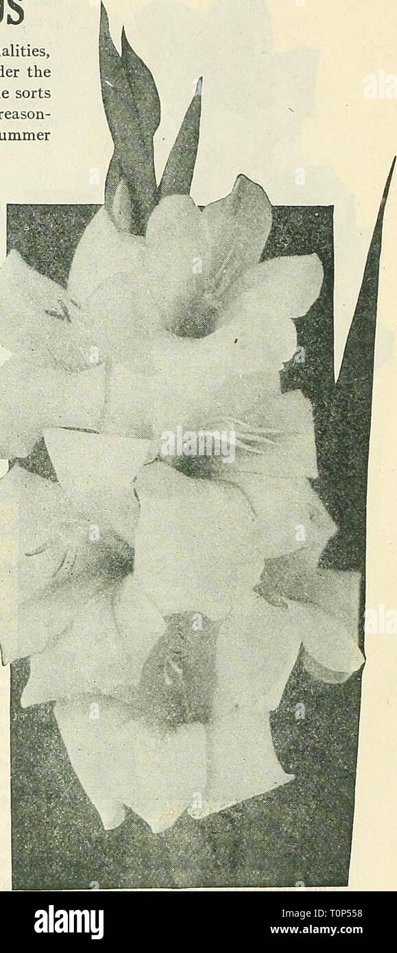 Abridged list hi-res stock photography and images - Alamy