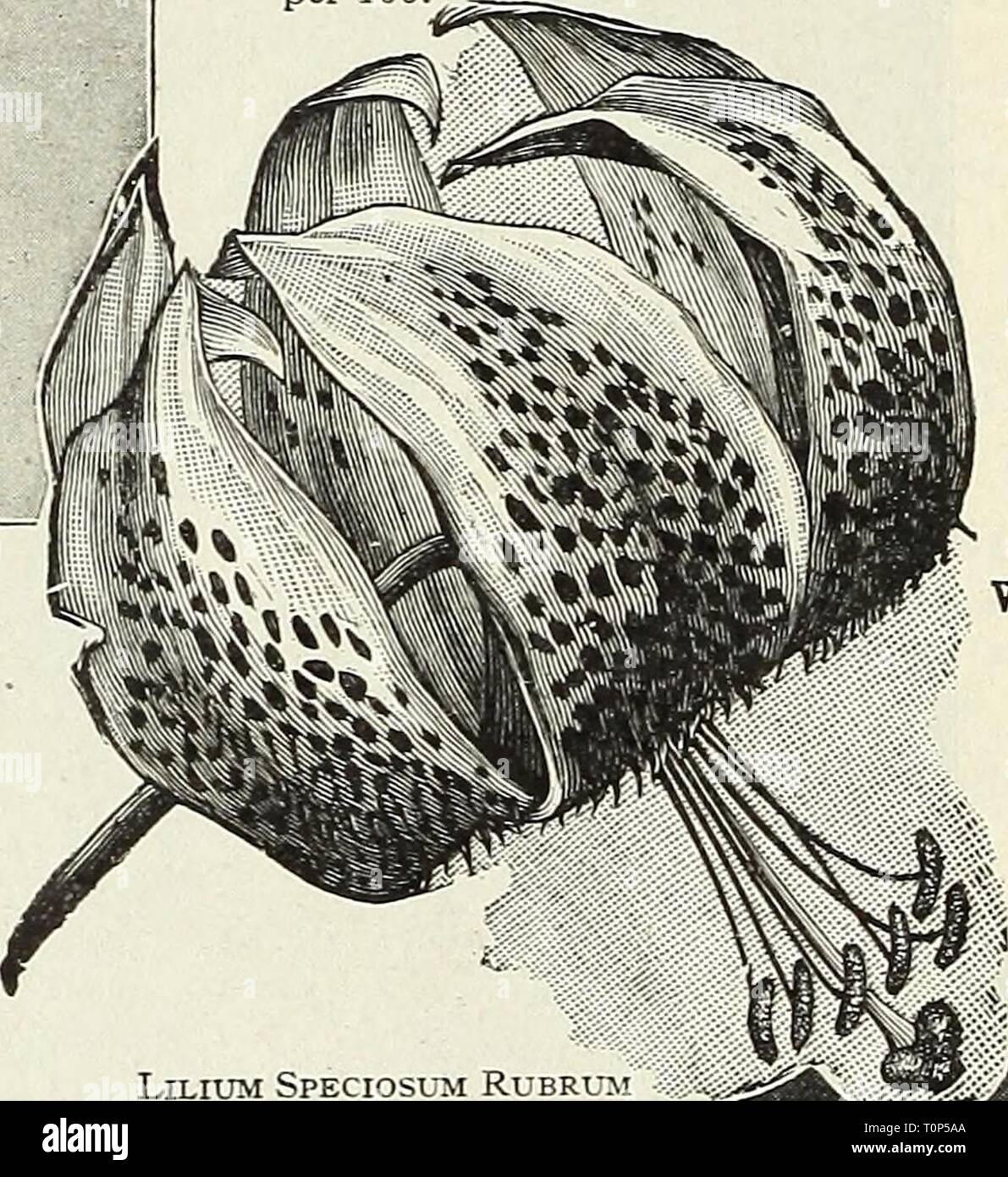 Lilium speciosum rubrum hi-res stock photography and images - Alamy