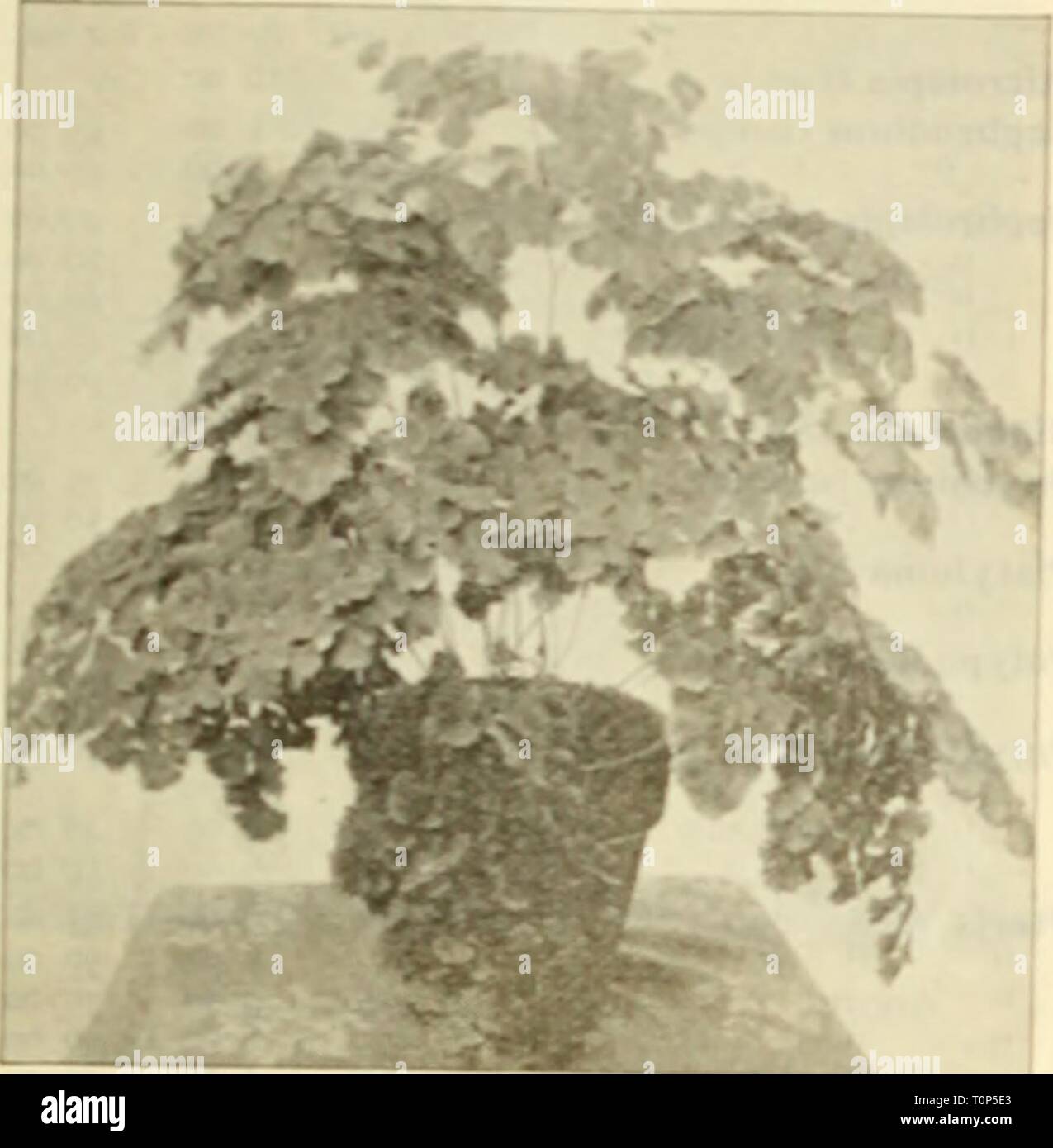 Iium hi-res stock photography and images - Alamy