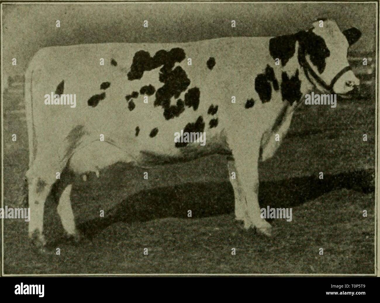 Pauline the cow hi-res stock photography and images - Alamy