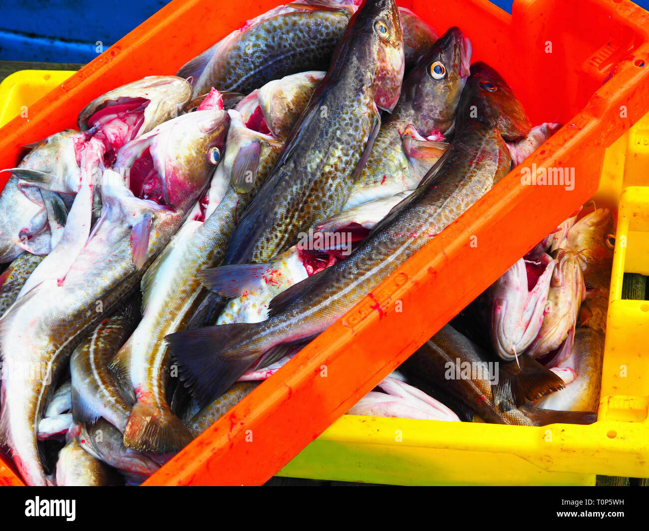 Fresh Cod Fish from a Fishing Boat Stock Photo - Alamy