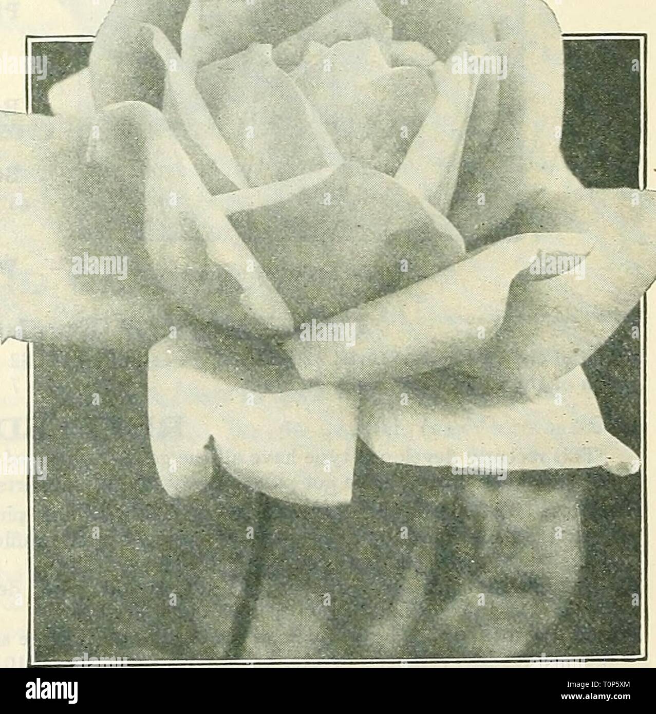 Dreer's abridged list 1930 (1930 Stock Photo - Alamy