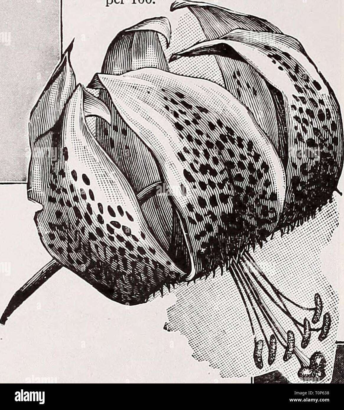 Petal gracefully shaped hi-res stock photography and images - Alamy