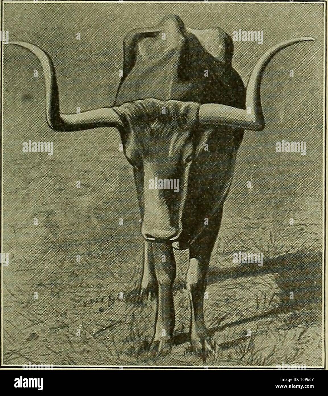 Dr david roberts hi-res stock photography and images - Alamy