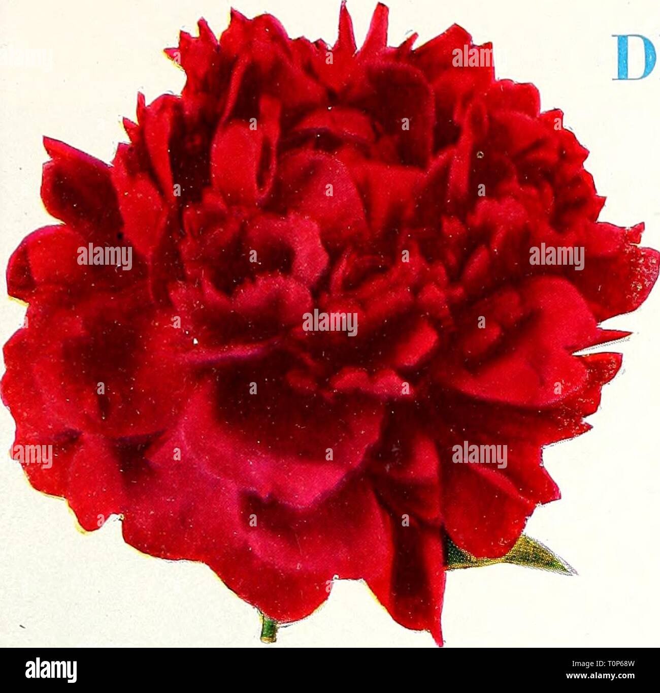 Karl rosenfield hi-res stock photography and images - Alamy