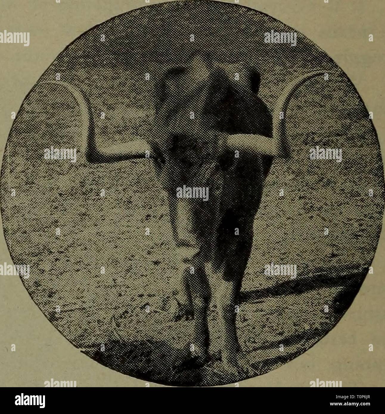 Dr David Roberts' practical home Stock Photo - Alamy