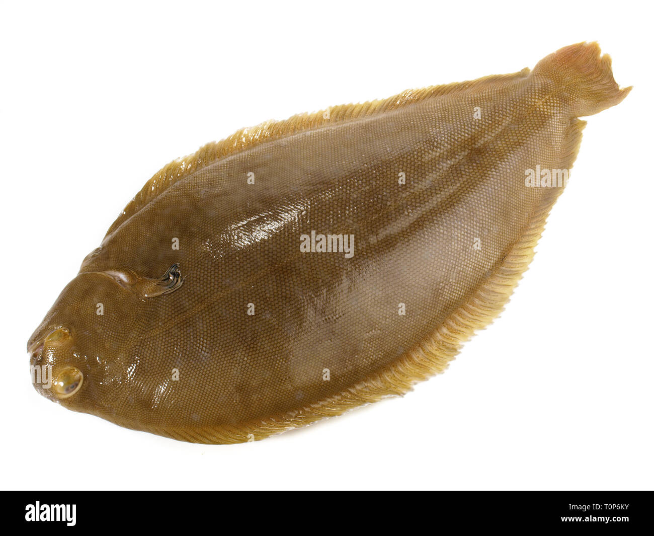 Common flatfish hi-res stock photography and images - Alamy
