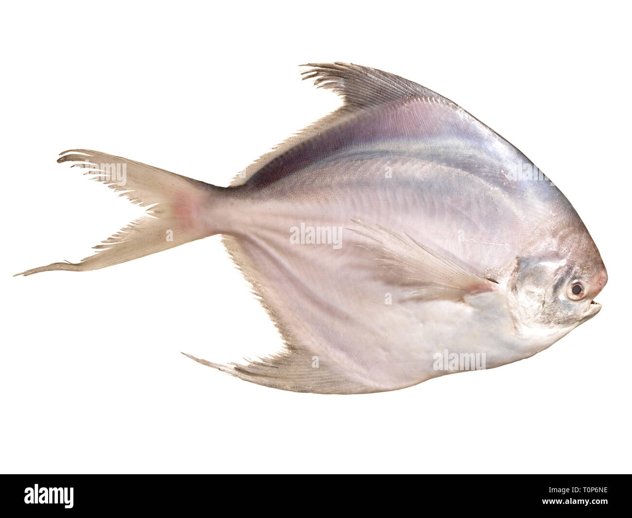 Pomfret Fish Stock Photos & Pomfret Fish Stock Images - Alamy