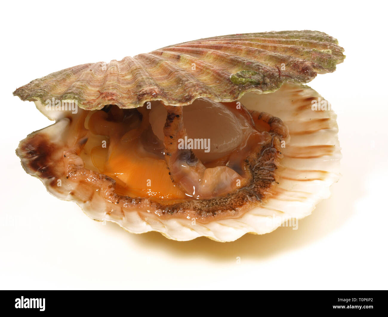 Scallop in the Shell Stock Photo - Alamy