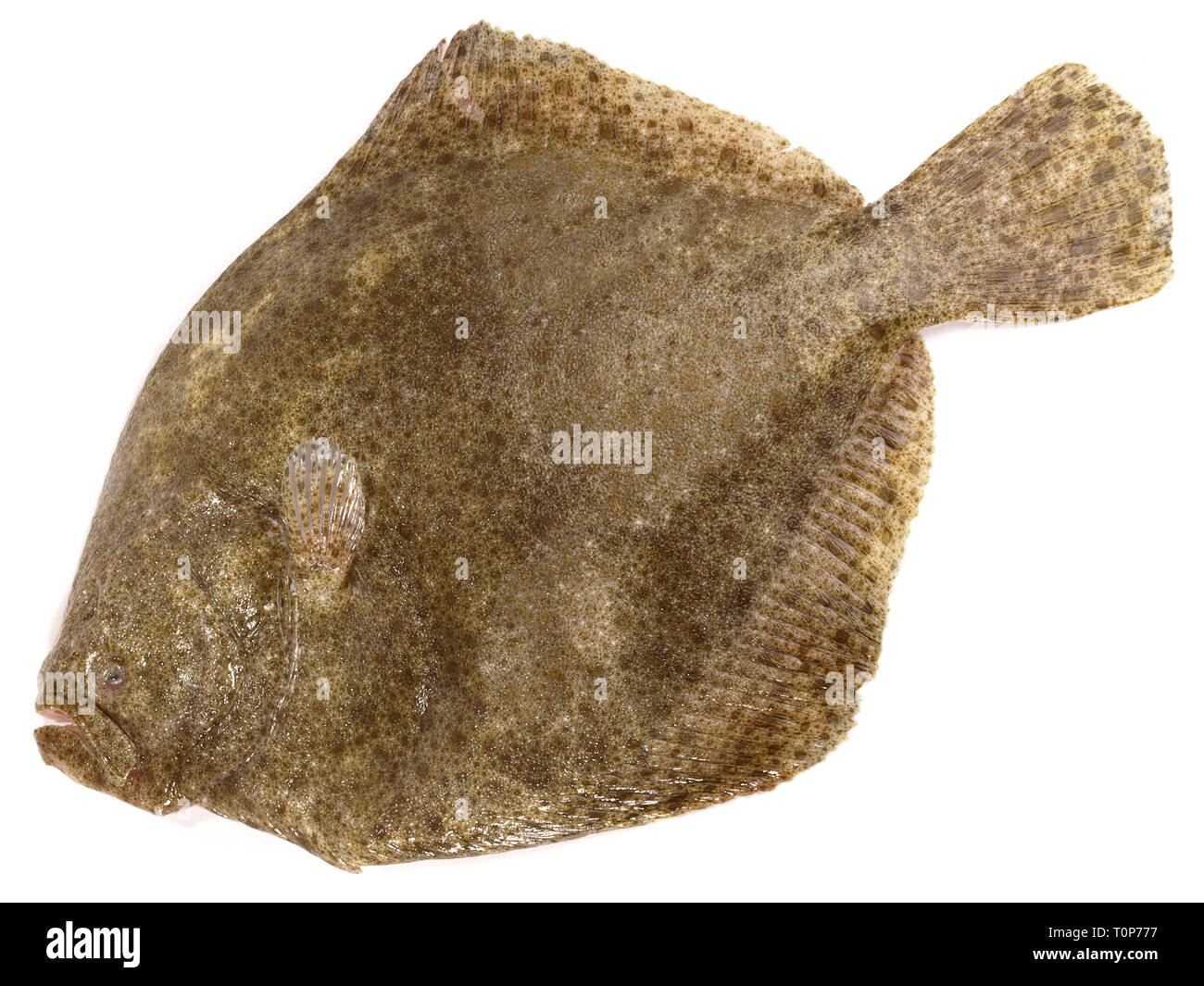 Turbot fish hi-res stock photography and images - Alamy