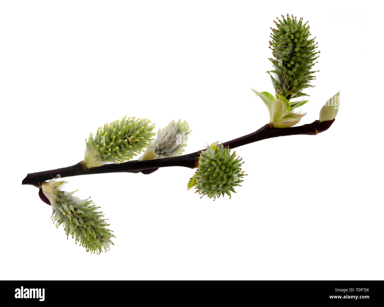 Female catkins of the spring blooming UK native tree,Salix caprea ...