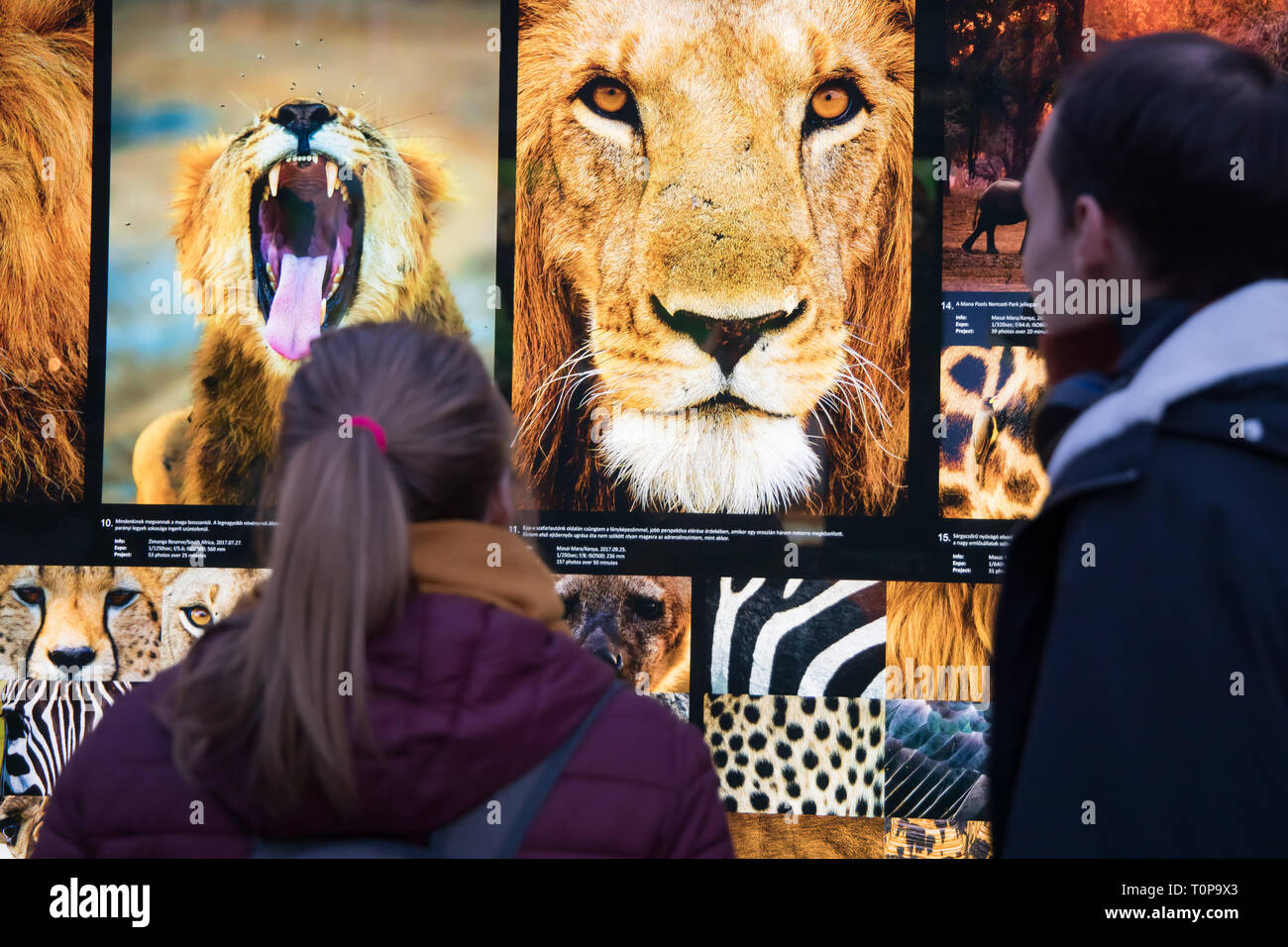 Mate bence hi-res stock photography and images - Alamy