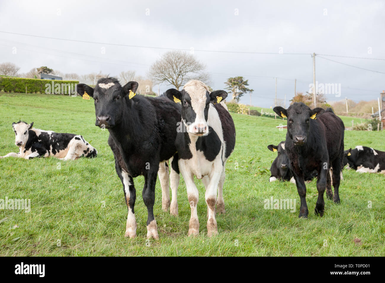 Beef export ireland hi-res stock photography and images - Alamy