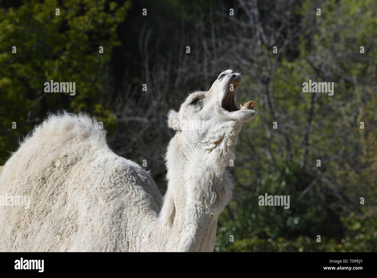 Camel yawn hi-res stock photography and images - Alamy