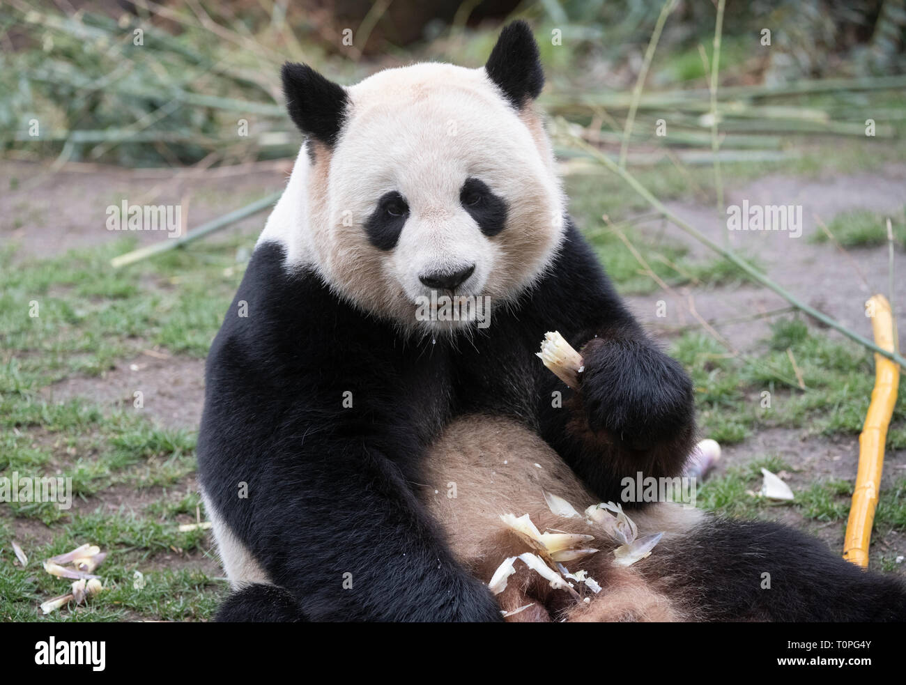 Berlin, Germany. 21st Mar, 2019. Panda man Jiao Qing tastes it in his ...