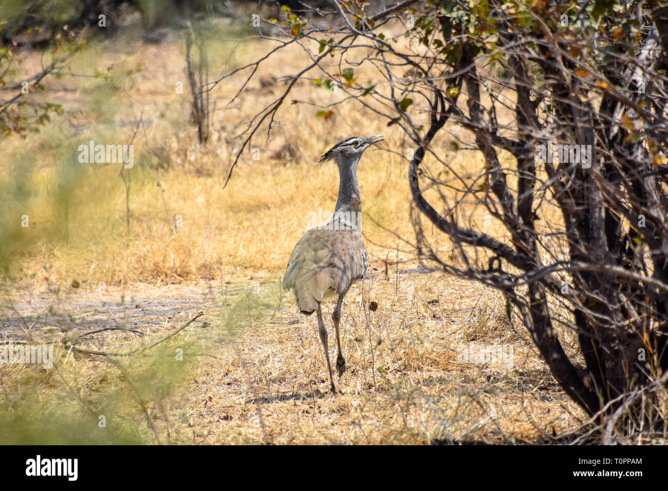 National bird of botswana hi-res stock photography and images - Alamy
