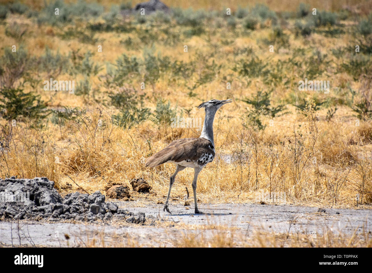 National bird of botswana hi-res stock photography and images - Alamy