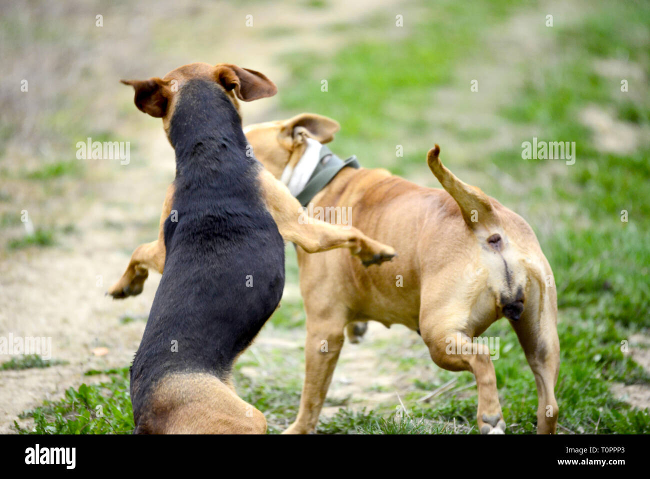 Funny dogs playing together field hi-res stock photography and images ...
