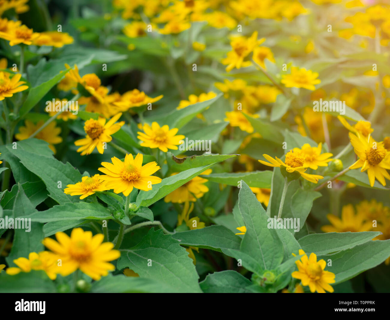 dramatic close up beautiful Little Yellow Star flower (Melampodium ...