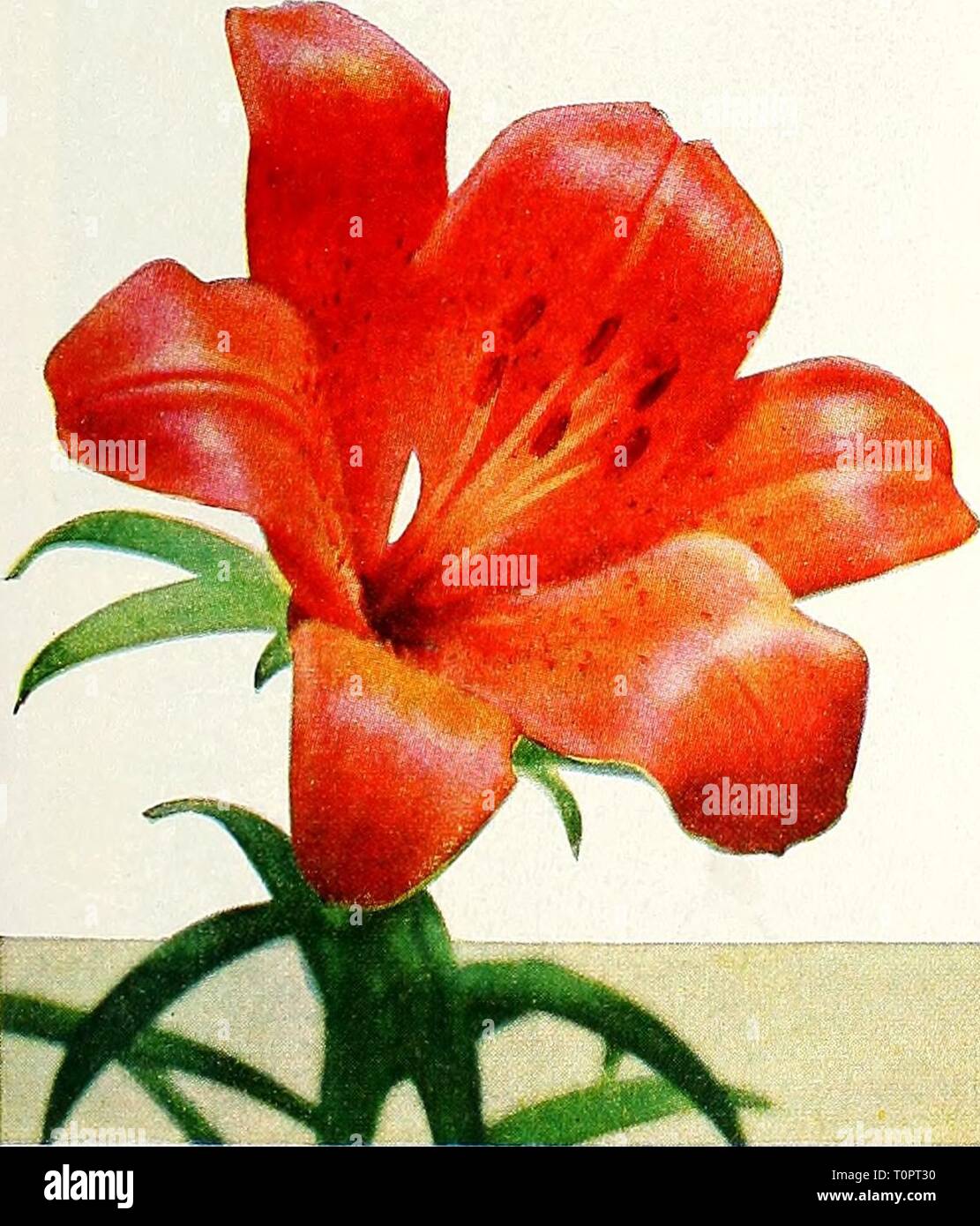 Lilium speciosum rubrum hi-res stock photography and images - Alamy
