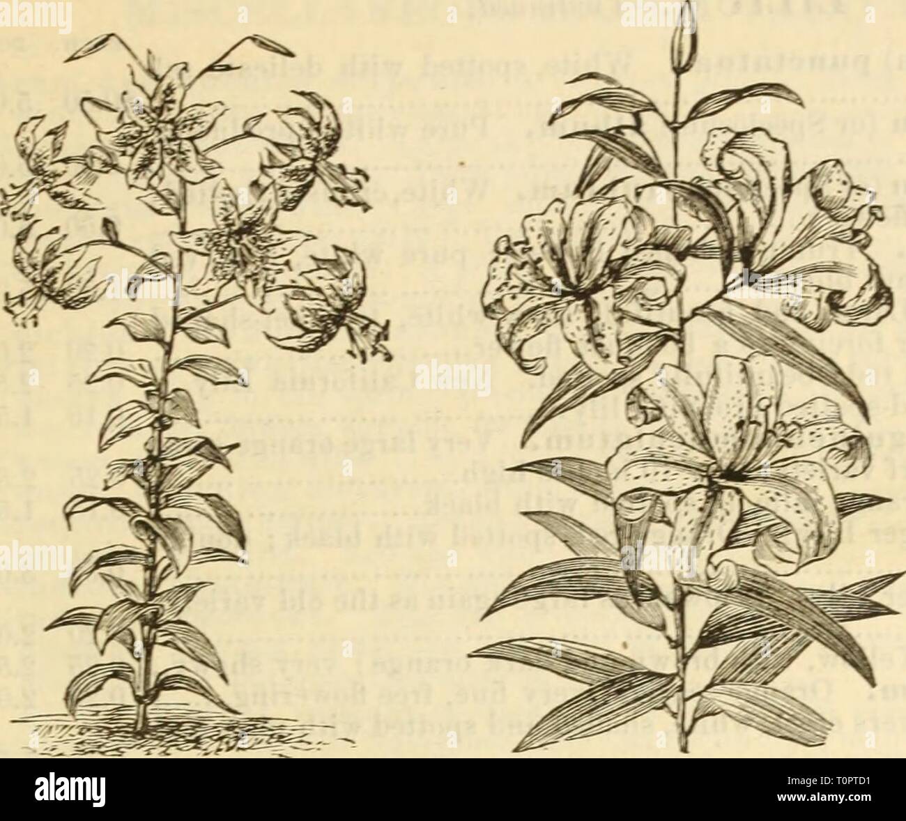 Dreers descriptive catalogue hi-res stock photography and images - Alamy