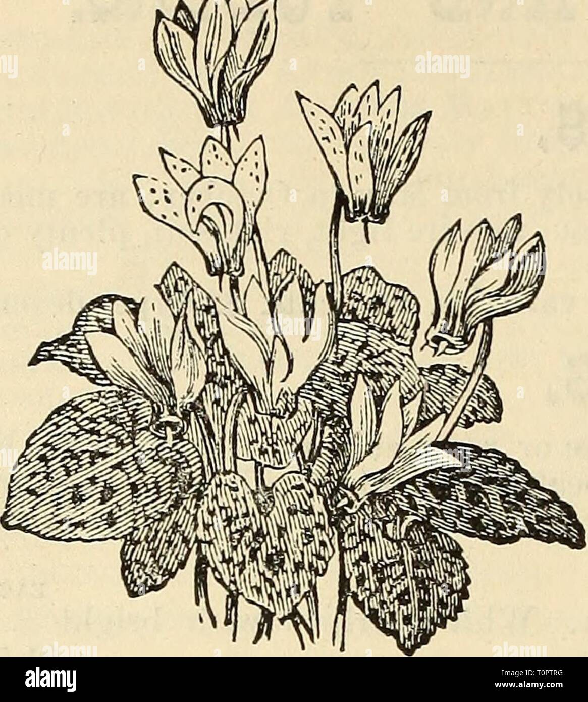 Dreers descriptive catalogue hi-res stock photography and images - Alamy