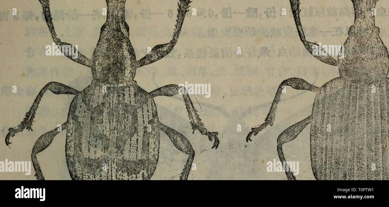 dong bei nong zuo wu dong bei nong zuo wu hai chong tu shuo ...